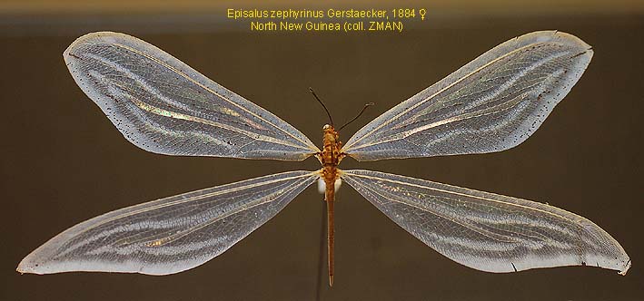 Papua Insects Foundation (Neuroptera/Myrmeleontidae)